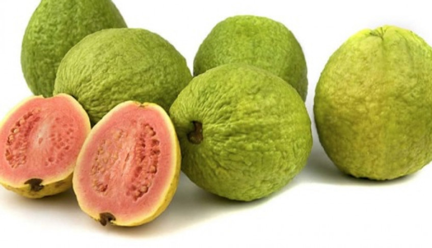 Sebrae e Russas fazem Feira e lançam marca para a goiaba da Região ...